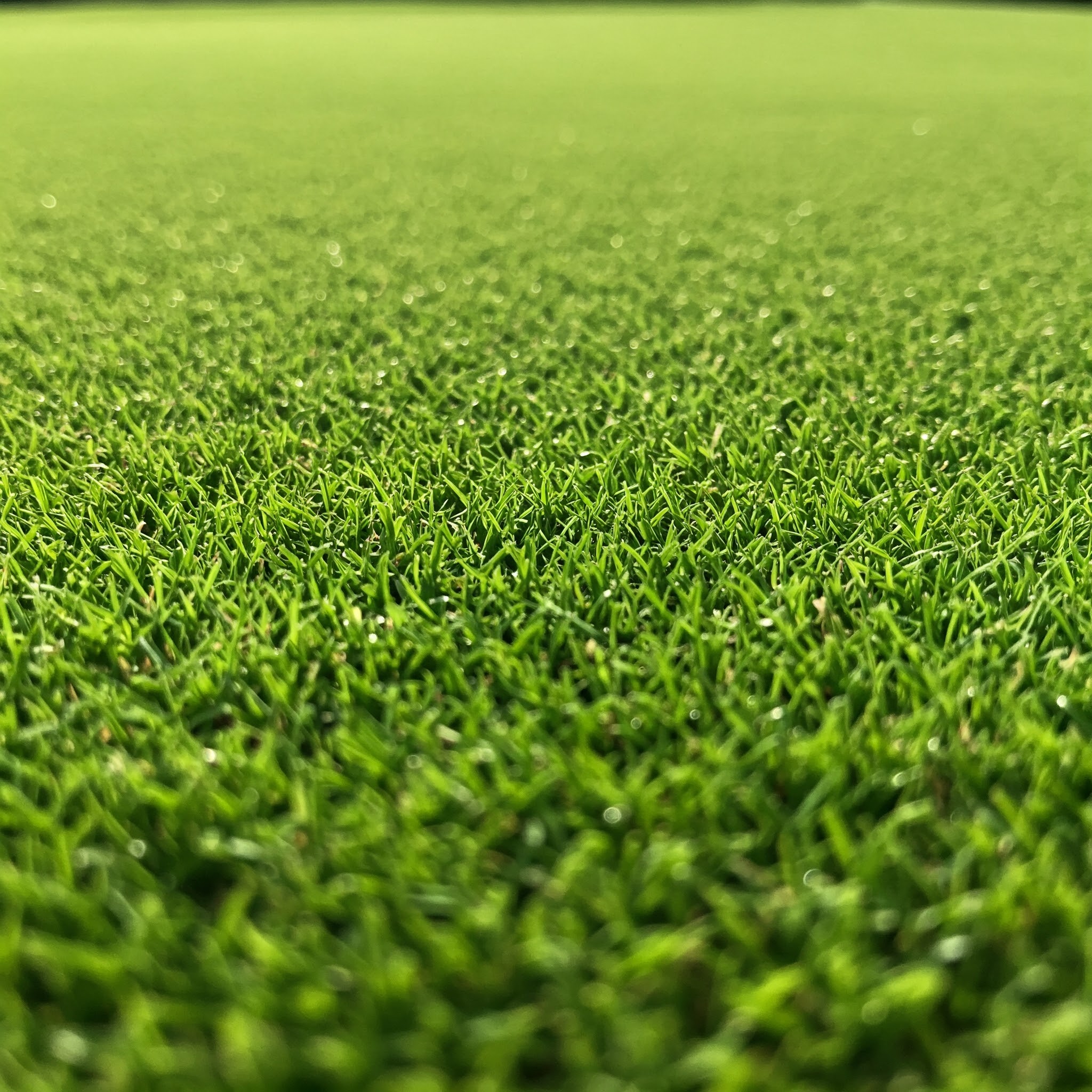 Golf Green Mastery: 15 Expert Tips For Perfect Putting Surface Success ...